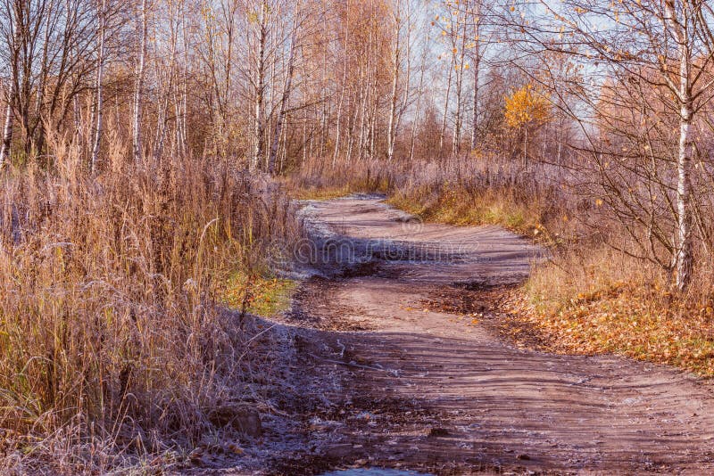 Trail in the forest. stock photo. Image of landscape - 260579466