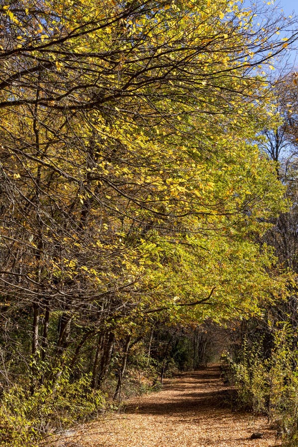 Path Under the Tree Branches Stock Image - Image of native, ecological ...