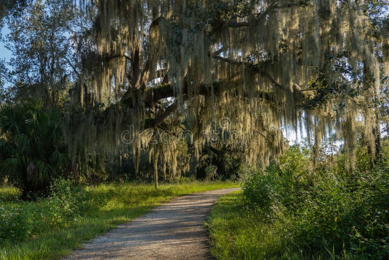 Path Under Old Oak Tree Draped with Green Spanish Moss in Circle B Bar ...