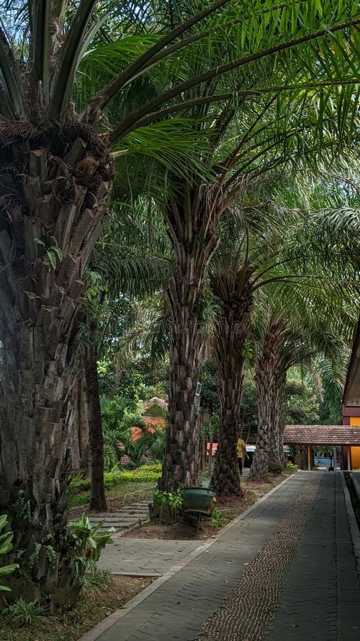 Path Under a Row of Palm Trees Stock Photo - Image of green, shows ...