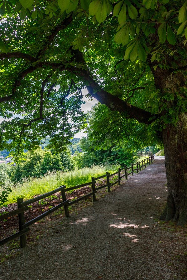 Path Under A Shady Oak Tree On Top Of A Hill Stock Image - Image of ...
