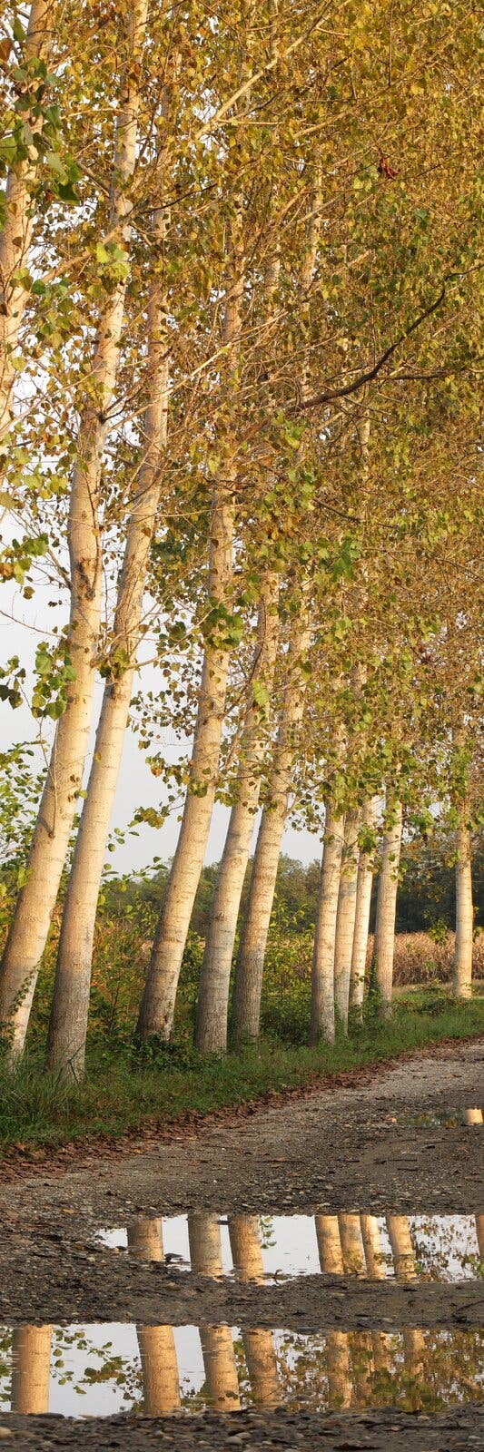 Path under trees stock photo. Image of autumn, outdoor - 11171016