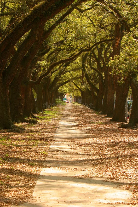 Path under trees stock image. Image of arch, pedestrian - 2142815