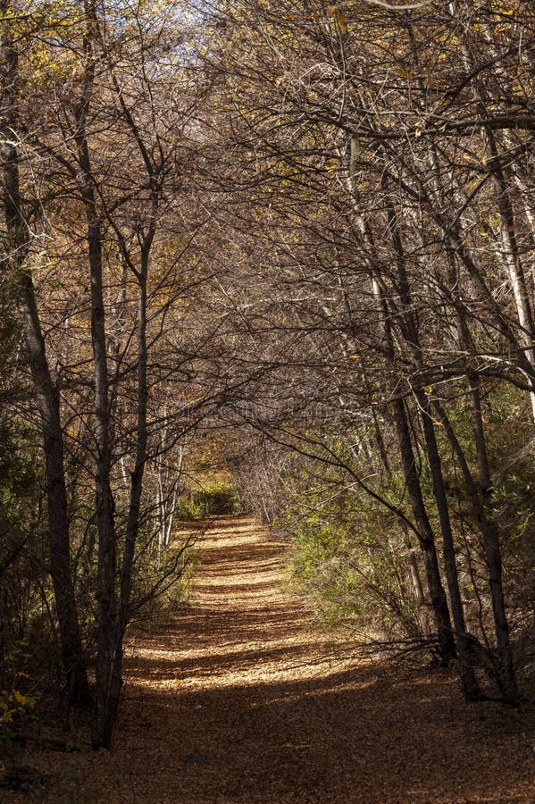 The Branches of the Trees Cover the Small Path Stock Image - Image of ...