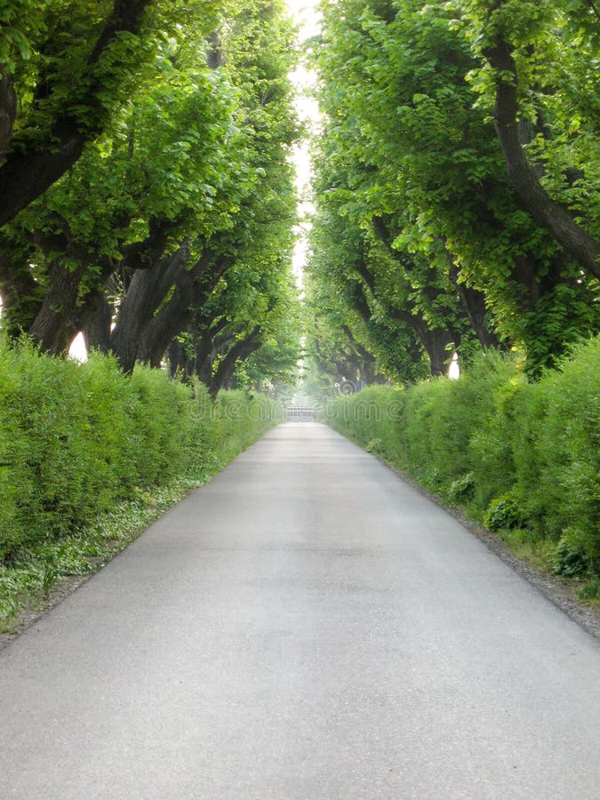 Path under the trees stock photo. Image of leaves, path - 81479156