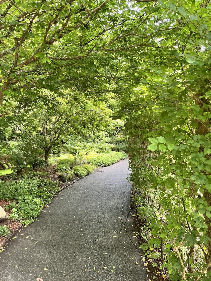 Path under trees stock photo. Image of summer, green - 332384858