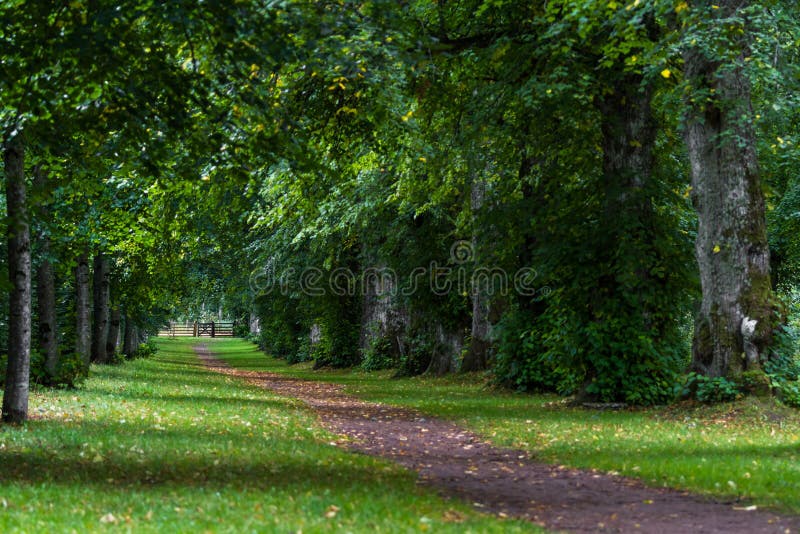 Path under the trees stock image. Image of long, pitlochry - 167443363