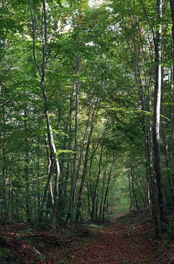 Compiegne Forest Stock Photos - Free & Royalty-Free Stock Photos from ...