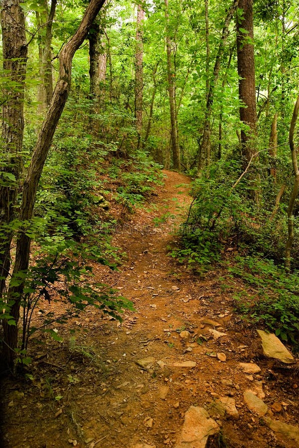 Path Up Hill in Woods stock photo. Image of bark, trunk - 6134722