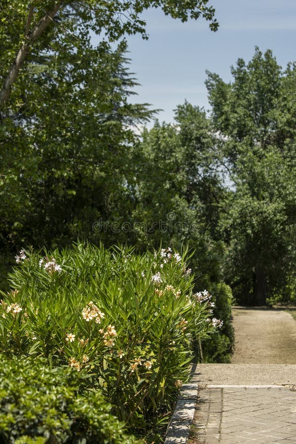 A Path through an Urban Park Lined Stock Image - Image of land, walkway ...