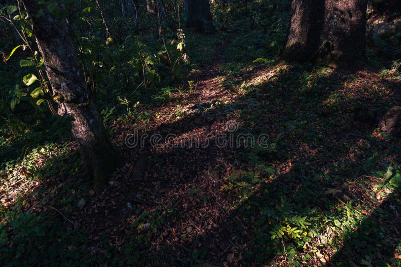 A path in the valley stock photo. Image of olteruddalen - 259187294