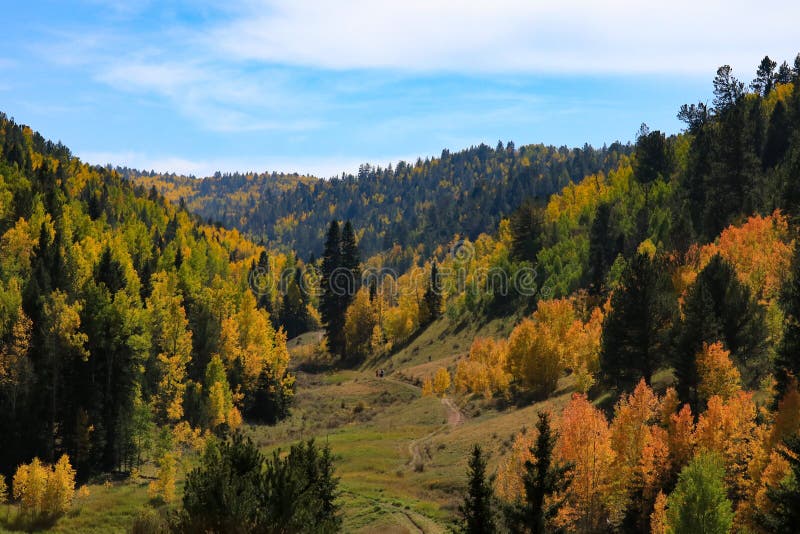 Path through a Valley of Aspens Stock Photo - Image of scenic ...