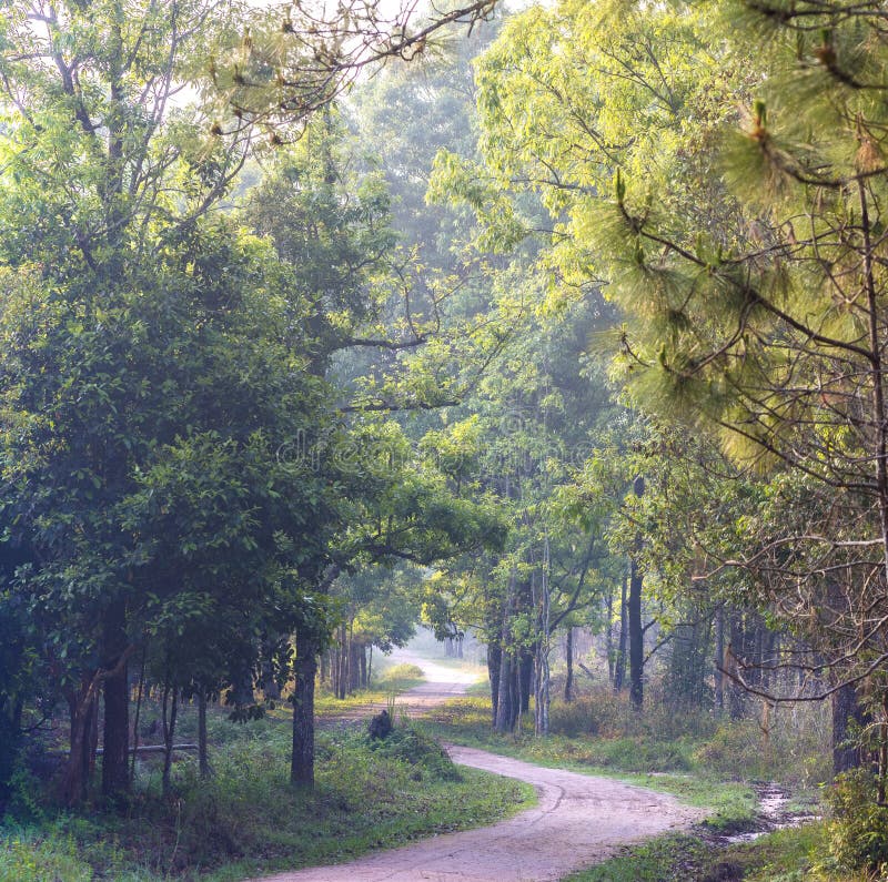 Path in the Valley with Big Trees 004 Stock Photo - Image of outdoor ...