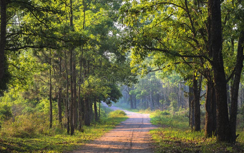 Path in the Valley with Big Trees 006 Stock Image - Image of mist ...