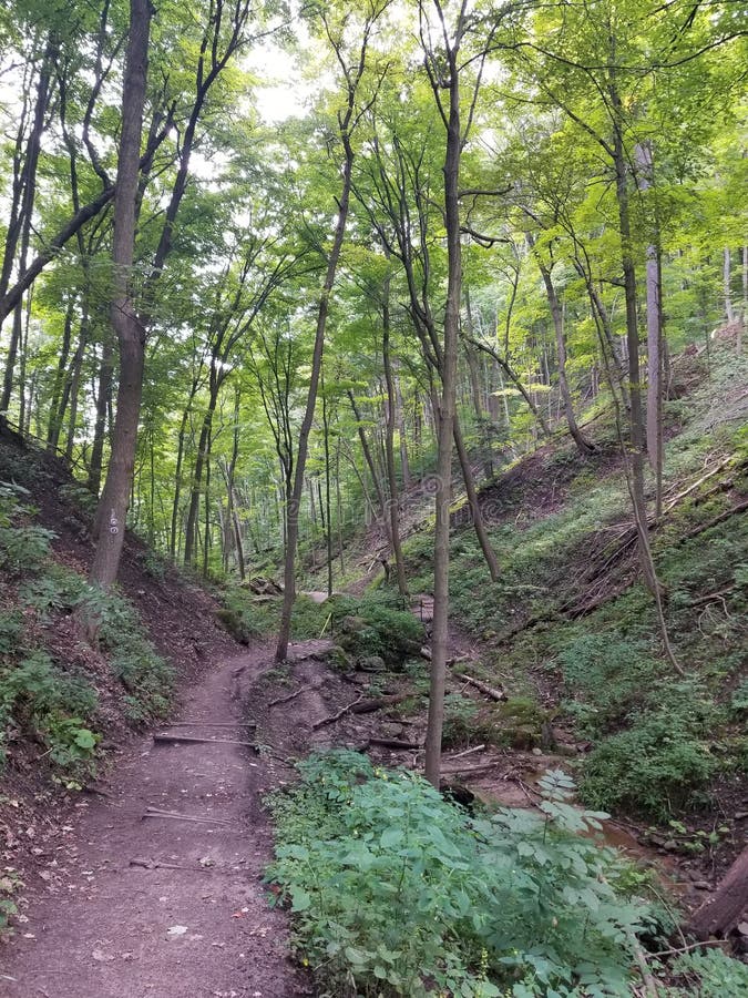 Path in a Valley Deep in Wooded Area of the Forest Stock Photo - Image ...