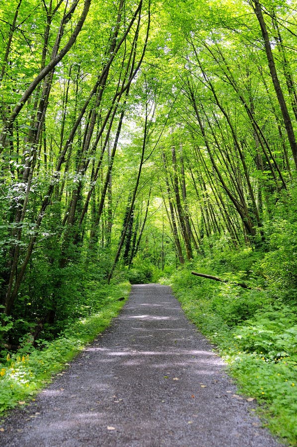 Path in a valley jungle stock photo. Image of sunlight - 46260840