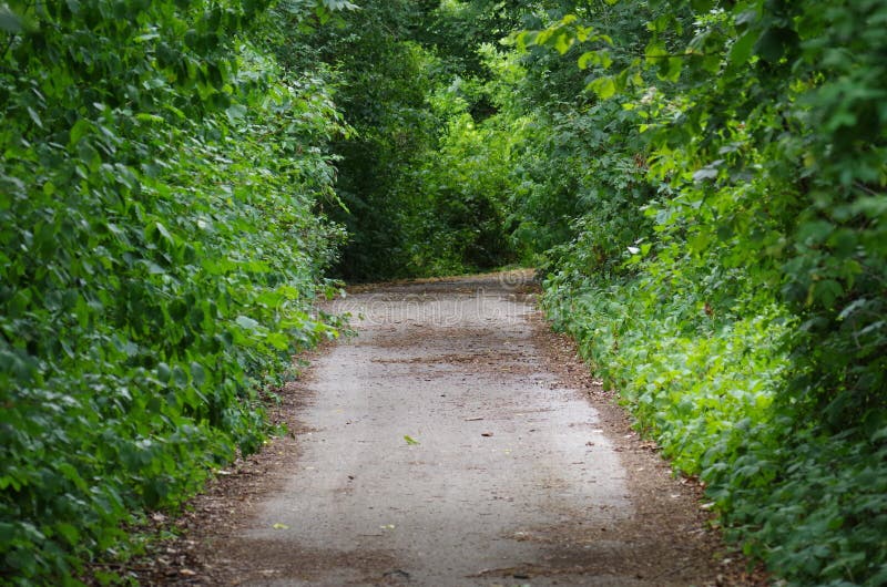 Road, Path, Nature, Vegetation Picture. Image: 116267889