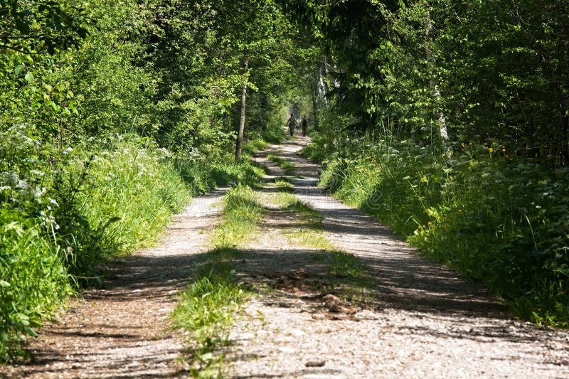 Path, Vegetation, Nature Reserve, Ecosystem Stock Image - Image of ...