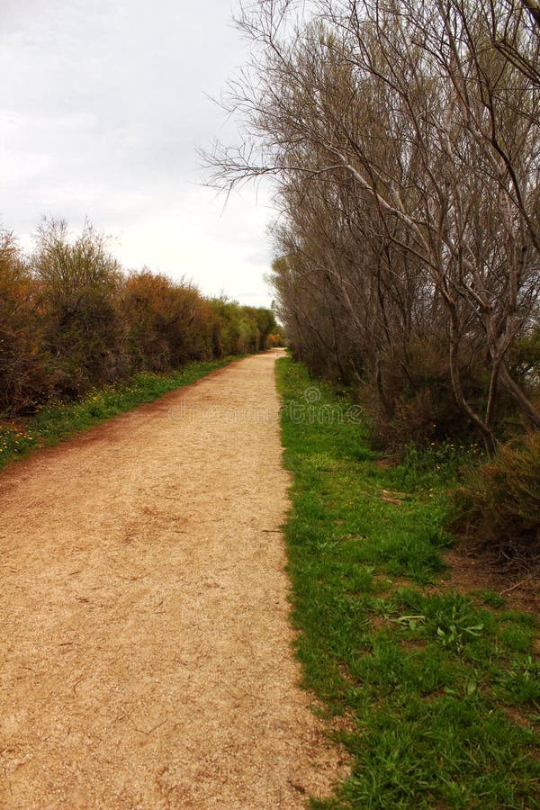 Path between vegetation stock image. Image of swamp - 116765937
