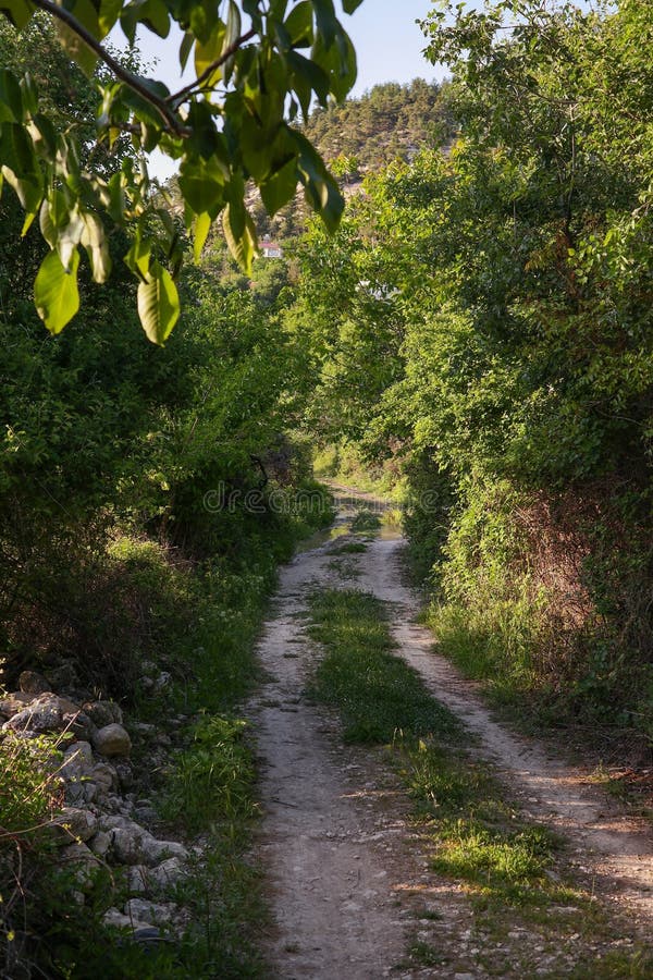 A Path of Tractor Tracks in the Field of Ripening Wheat Stock Photo ...