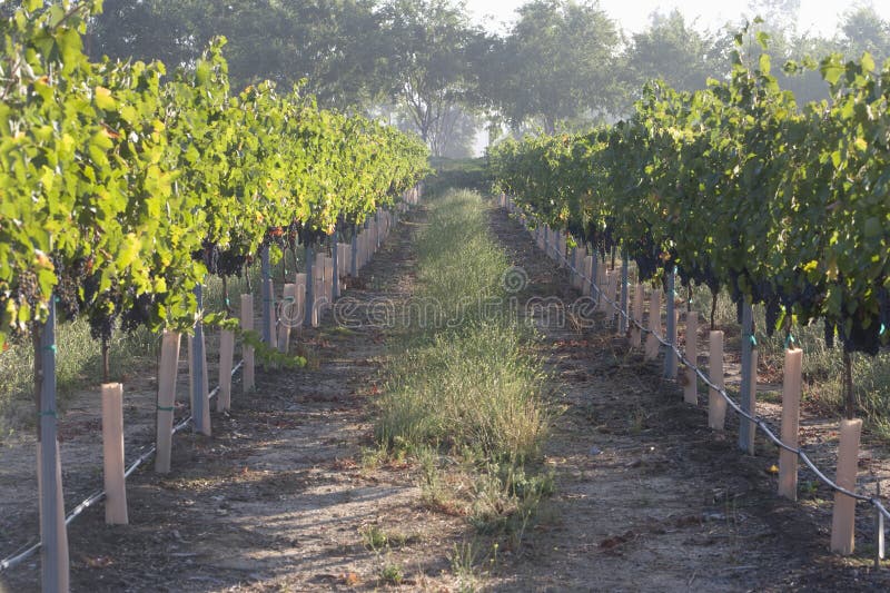Path in the Vineyard stock photo. Image of reap, agriculture - 29647888