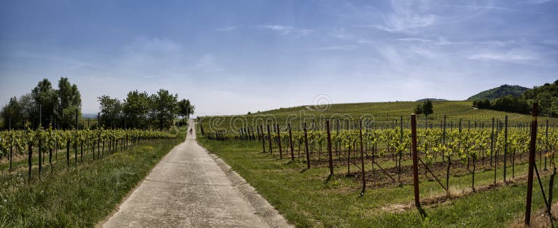 Path through the Vineyard stock photo. Image of road - 71977834