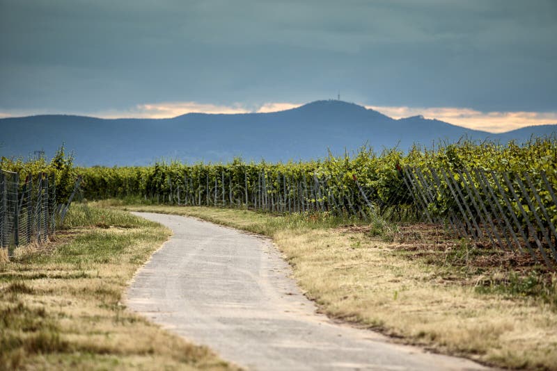 Path through the Vineyard stock photo. Image of road - 71977834