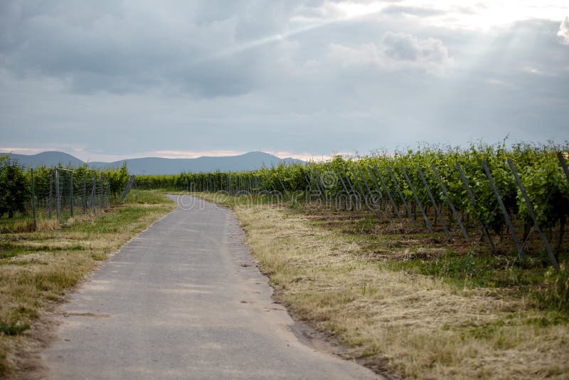 Path through the Vineyard stock photo. Image of road - 71977834