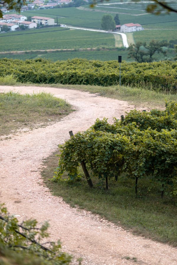 A path through a vineyard stock photo. Image of harvest - 125605820