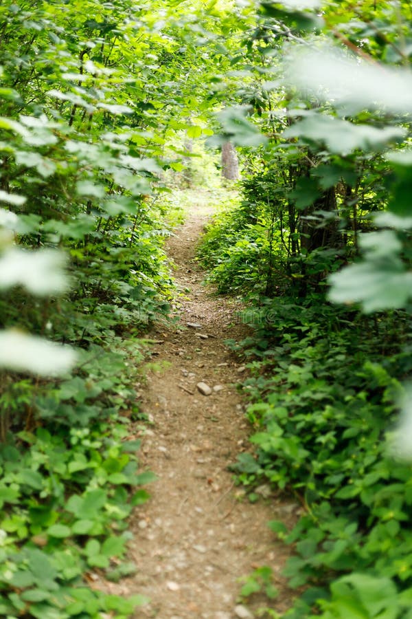Path for a Walk in the Forest, Vertically Stock Photo - Image of ...