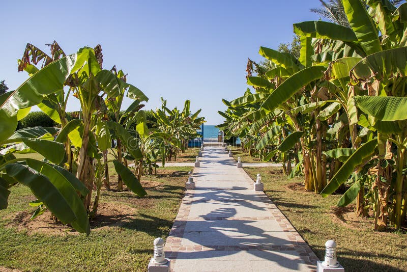 Path Walk between Tropical Trees Leading To the Ocean in the Horizon ...