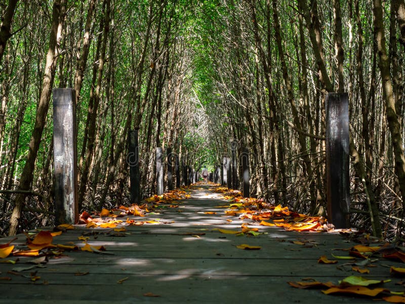 Path Walk Way Wood Floor with Bridge in the Forest in Mangrove Forest ...