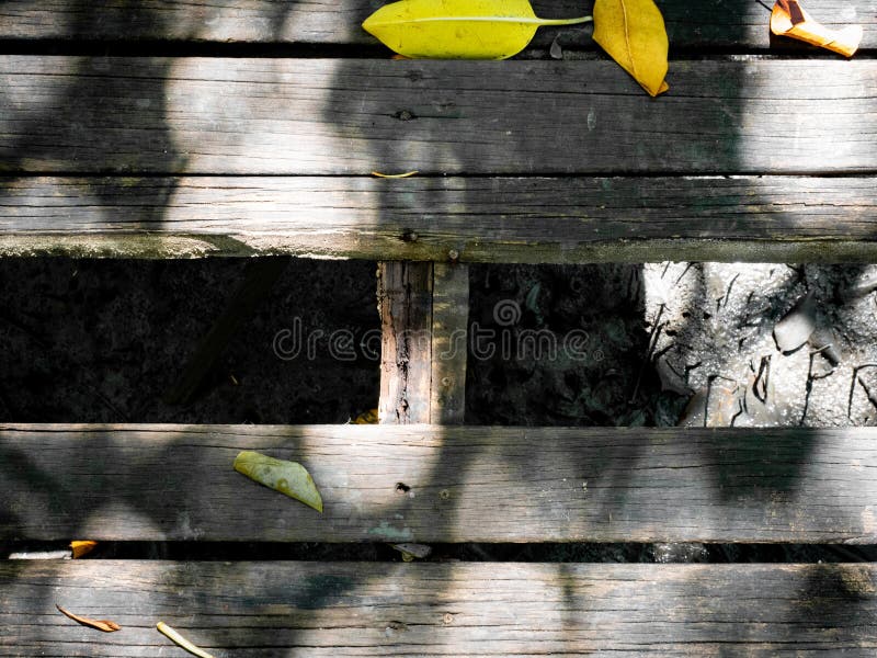 Path Walk Way Wood Floor with Bridge in the Forest in Mangrove Forest ...