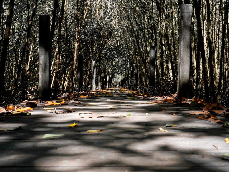 Path Walk Way Wood Floor with Bridge in the Forest in Mangrove Forest ...