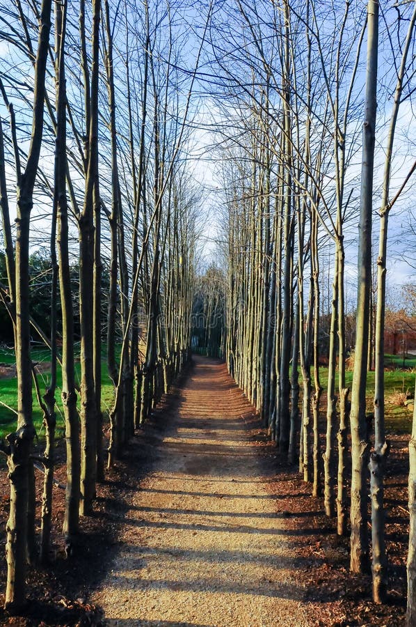 A Path for Walking among a Smooth Alley of Trees in a Garden in New ...