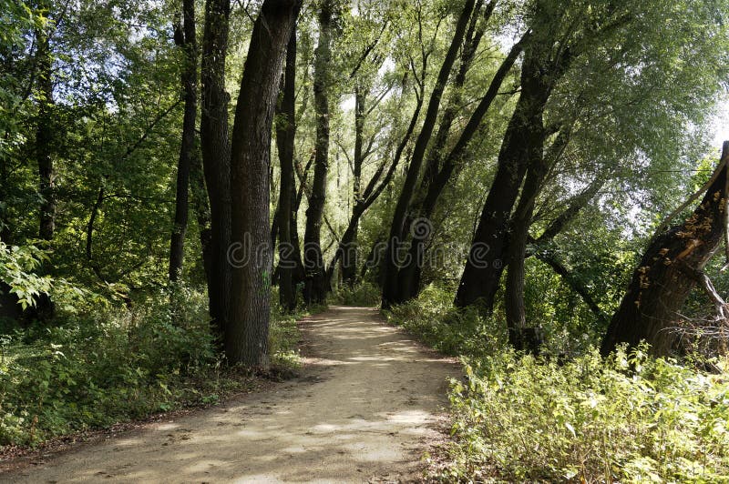Path in Warsaw town forest stock photo. Image of dark - 59436648