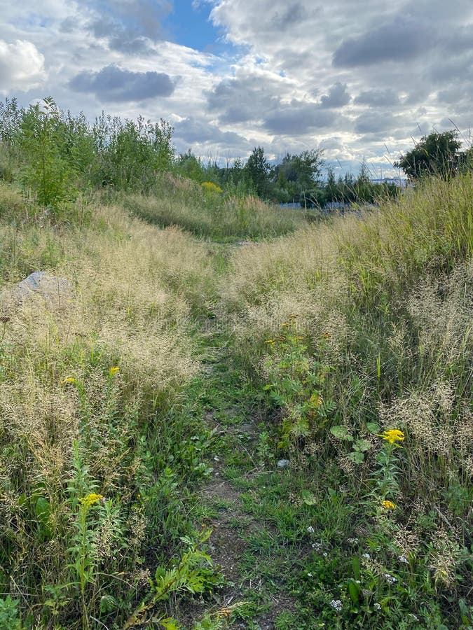 The Path through the Wasteland Overgrown with Grass. Yellow Dried Grass ...
