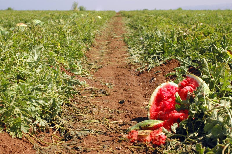 A Path through a Watermelon S Field Stock Image - Image of path, soil ...