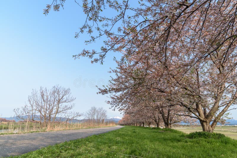 Path Way and Cherry Blossoms Tree Stock Image - Image of blossoms ...