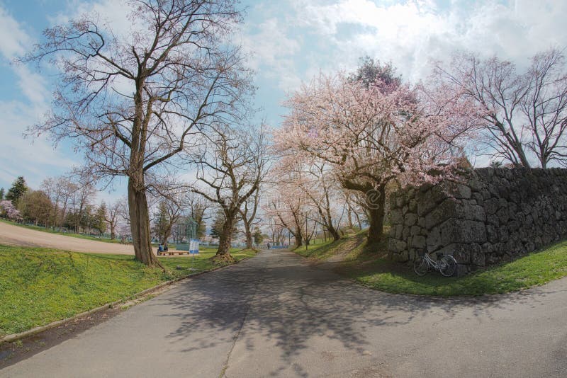 Path Way of Cherry Blossoms Trees in Park at Yamakata,Japan Stock Image ...