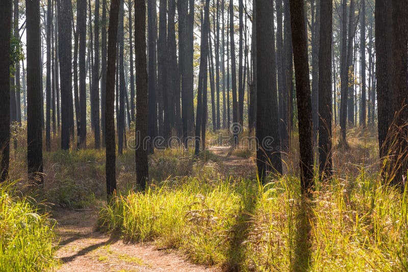 Path Way in the Forest and Sunlight Stock Image - Image of sunlight ...