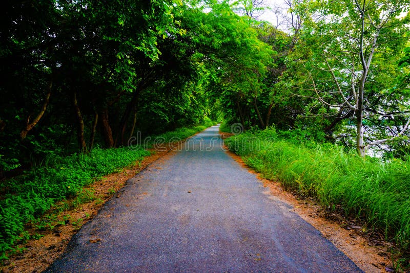 A Path Way between Green Trees Leading into Forest Stock Photo - Image ...