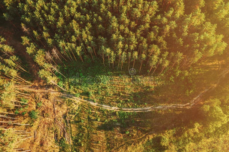 Path Way Lane through Fall Forest Park. Aerial View of Pine Forest and ...