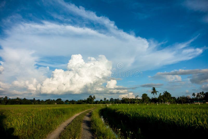 Path way in rice field stock image. Image of cloud, environment - 103178127