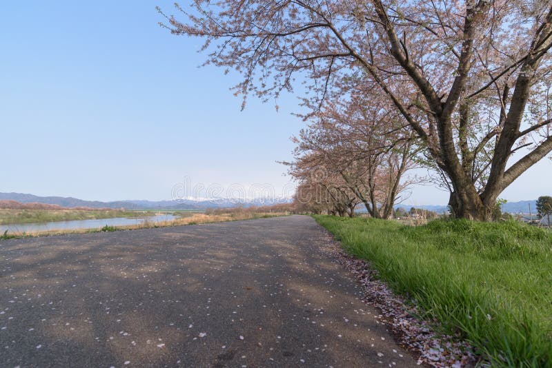 Path Way in Spring Season with Cherry Blossoms Tree Stock Image - Image ...