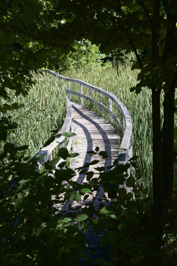 Path Way through the Summer Forest, Relaxing with Ecological ...