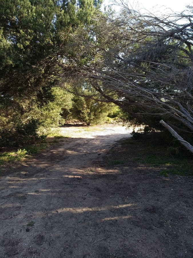 Path way trees stock photo. Image of path, trees, sunshine - 115380132