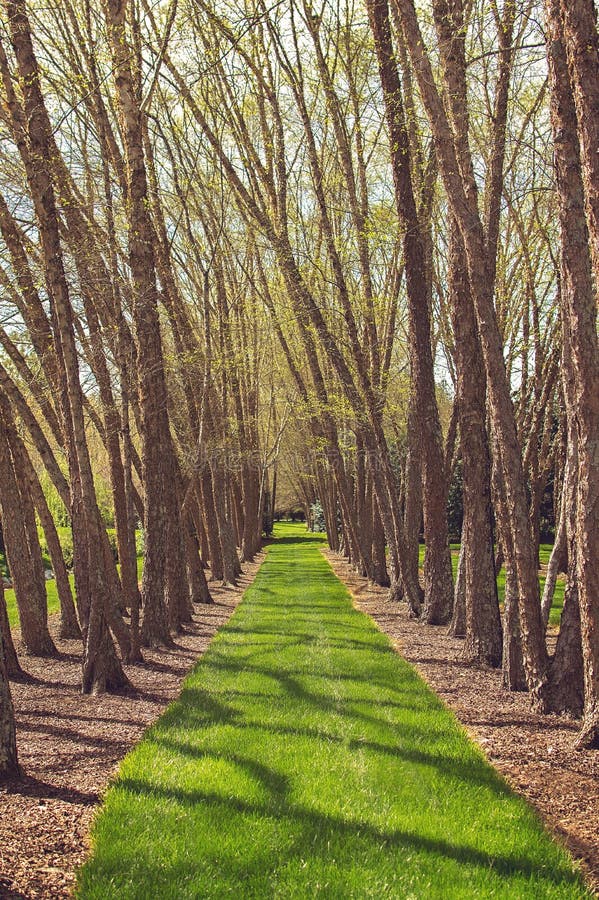 Path way through the trees stock photo. Image of lighted - 120415082