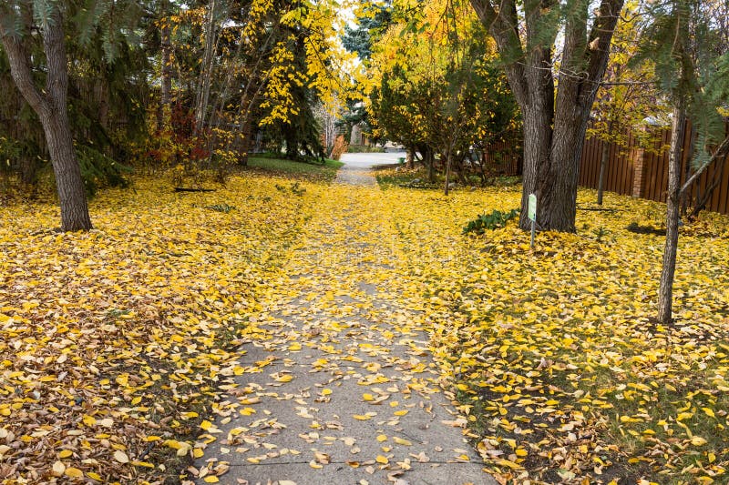 Path Way between Two Houses Covered with Fallen Leaves Stock Image ...