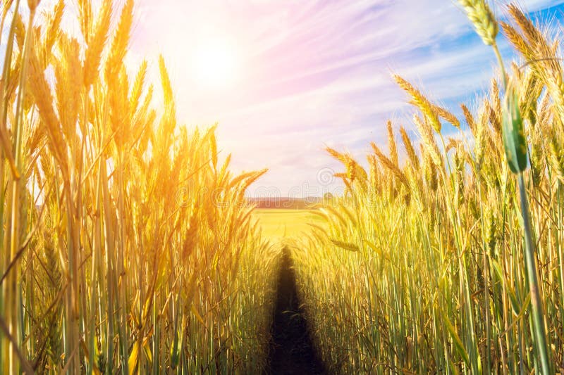 Path Wheat Field Stock Photos - Download 6,256 Royalty Free Photos